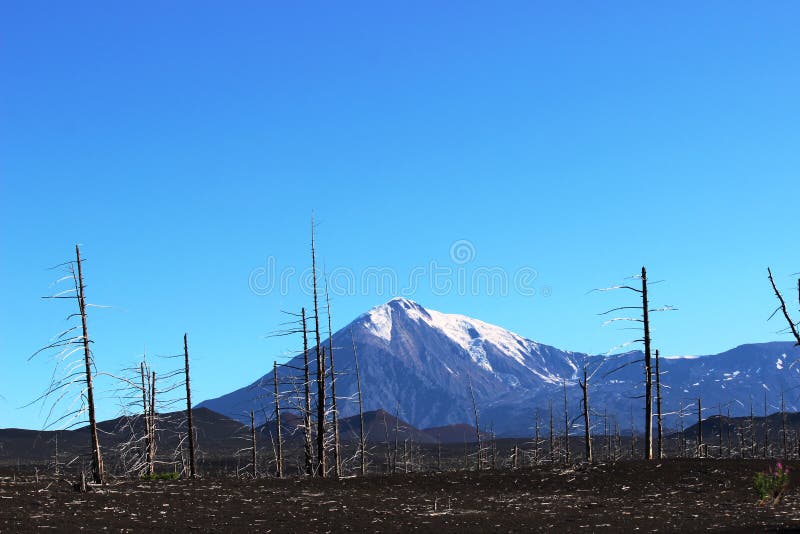 Dead Forest, Tolbachik Volcano Stock Photo - Image of crag, enchanted ...
