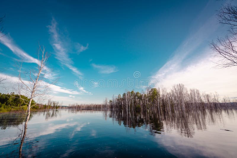 Dead Forest Under the Water of Bureya River Dam Stock Photo - Image of ...