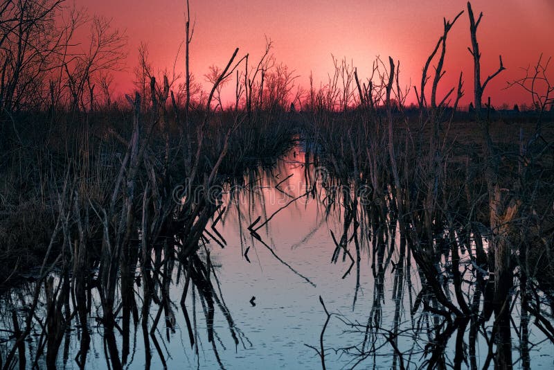 Dead forest stock image. Image of deadwood, danger, deforestation ...