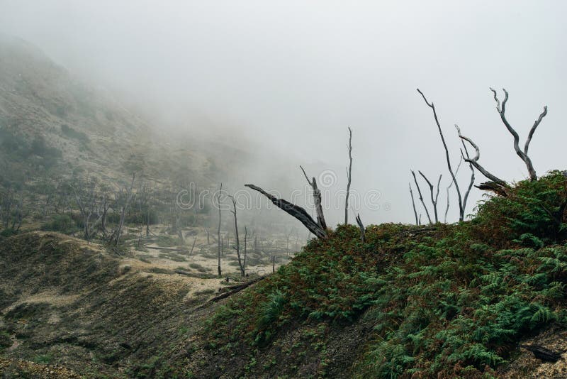 Dead Forest in the Volcano Crater Stock Image - Image of destruction ...