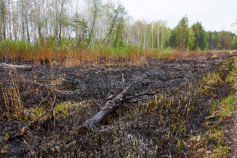 Dead Forest after Wildfire. Burnt Woods and Tree in the Forest after ...