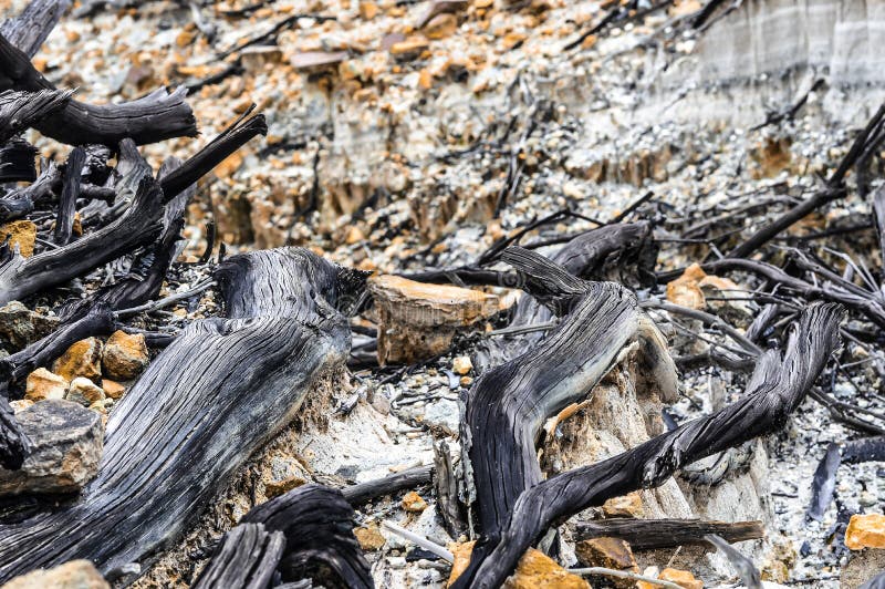 Dead Forests in the Mountains Stock Photo - Image of fires, forest ...