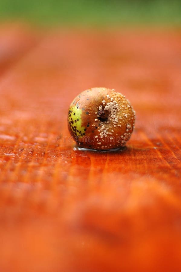 Dead and forgotten stock image. Image of water, wood, cherry - 210721