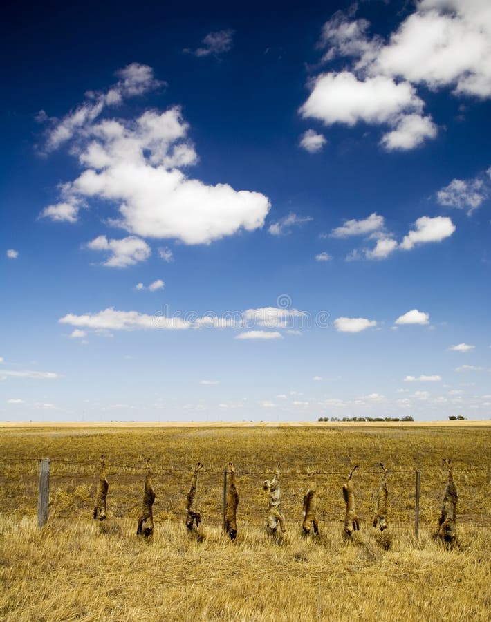 Hunting Fox stock photo. Image of genuine, animals, herd - 12148442