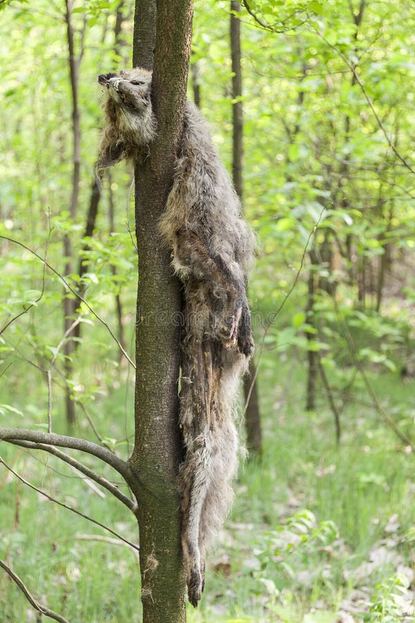 Dead fox stock image. Image of dead, condition, black - 30057375