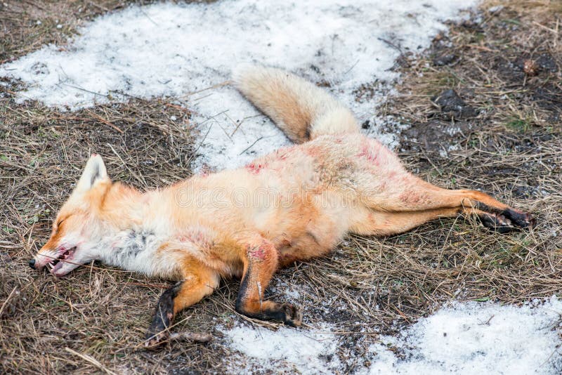 Dead foxes after the hunt stock image. Image of closeup - 51547915