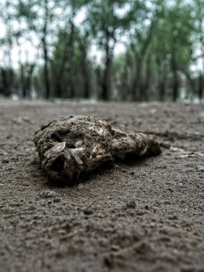 Dead Freshwater Fish on River Bank Stock Photo - Image of dead ...