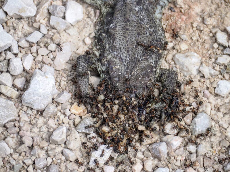 Dead Frog Being Eated by Ants in Dolomites Stock Image - Image of cute ...