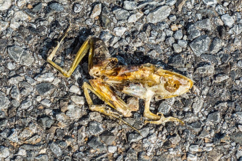 Dead frog stock photo. Image of disease, skeleton, dead - 45253774