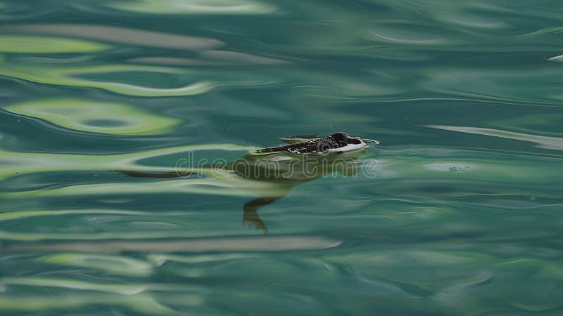 Dead Frog Floating in Pool Water. Stock Footage - Video of wildlife ...