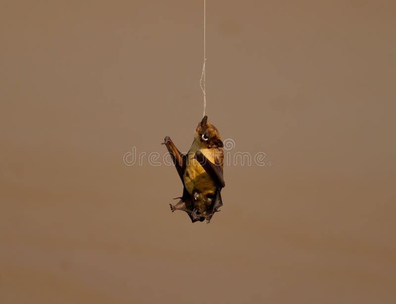 Dead bat stuck with wire. stock image. Image of indian - 165650053