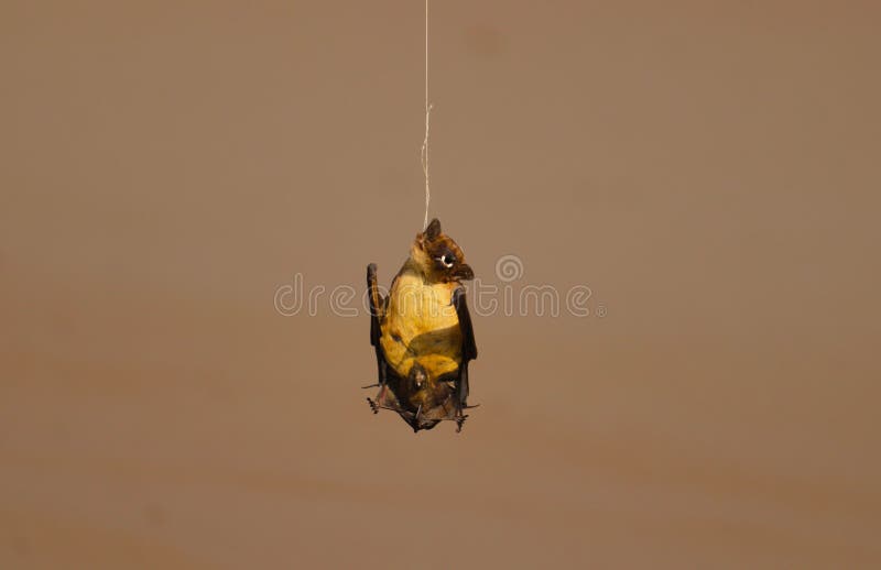 Dead bat stuck with wire. stock photo. Image of close - 165650082