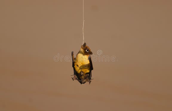 Dead bat stuck with wire. stock photo. Image of close - 165650082