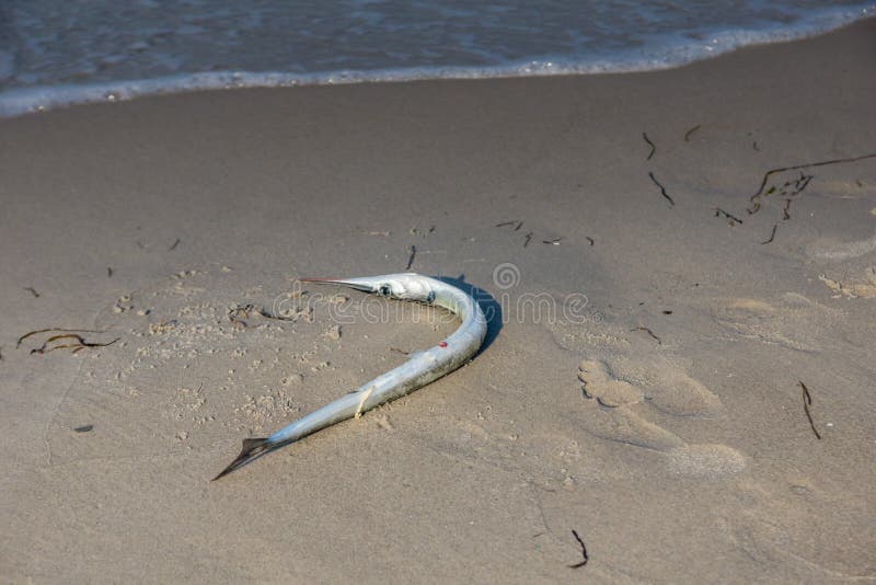 Dead garfish on the beach stock image. Image of fresh - 121843635