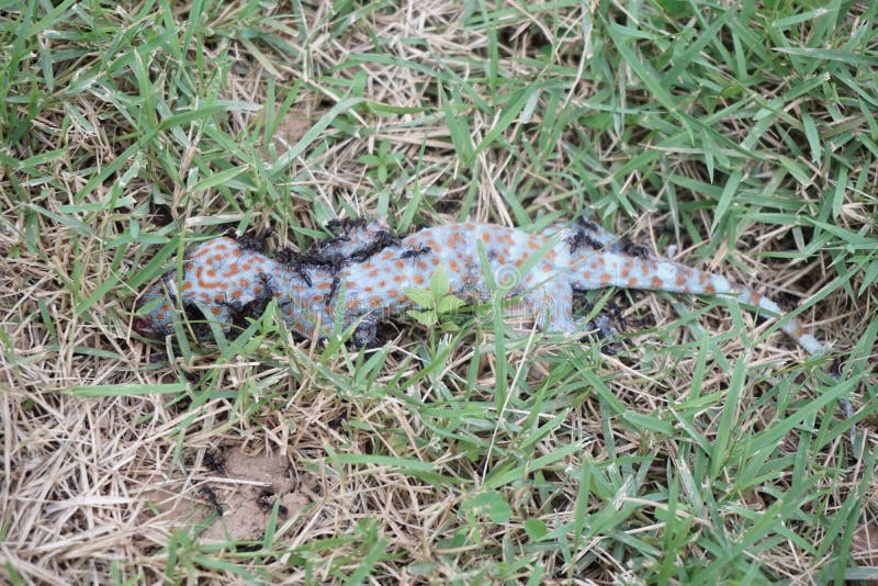 Dead of gecko stock image. Image of life, exotic, reptile - 116320677