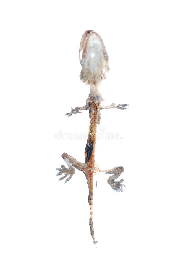 Dead gecko skull stock image. Image of sand, running - 16917583