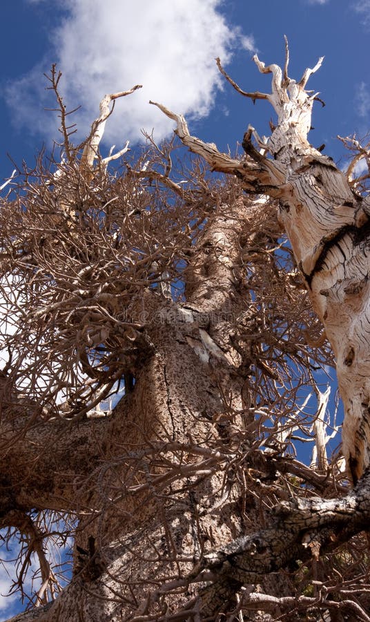 Dead Giant stock image. Image of nevada, plant, sierra - 11654237