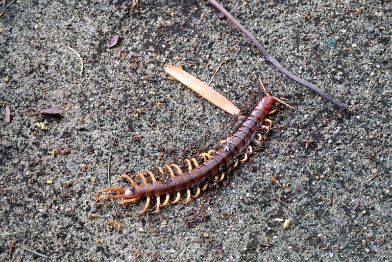 Dead Giant Centipede on the Ground Stock Image - Image of dead ...