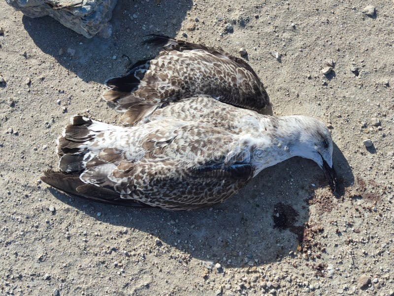 Dead Glarus Chick on Sand Close Up in Sunlight Stock Image - Image of ...