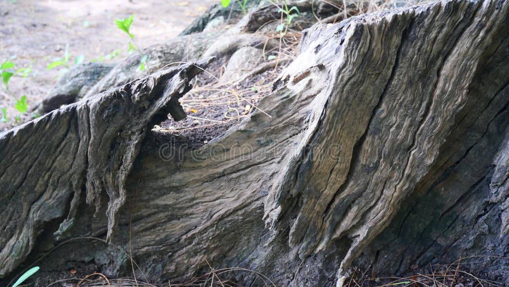 Dead, Gnarled, Dry Tree Roots, Rustic Tree Trunk Detail Stock Image ...