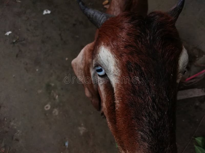 Dead goat s head stock photo. Image of skeleton, beast - 21131446