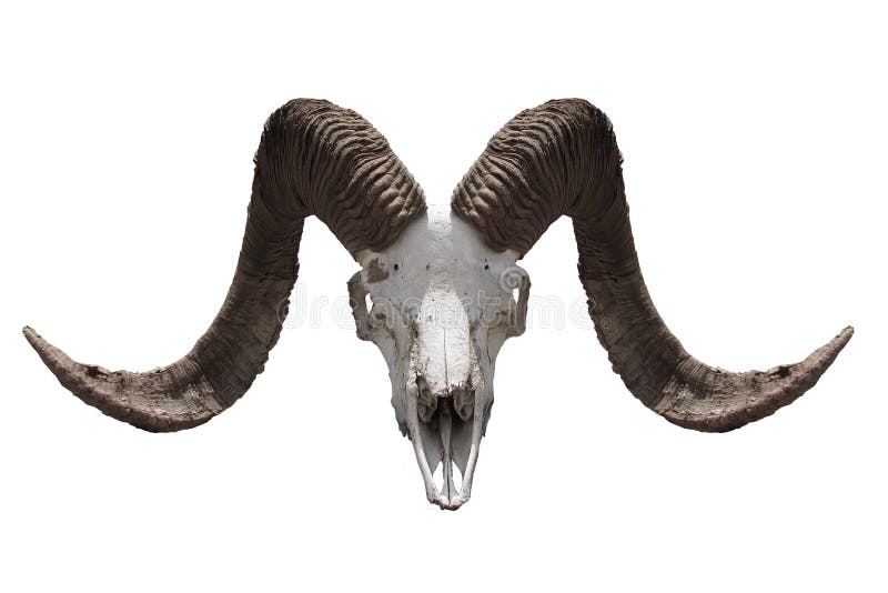Dead goat s head stock photo. Image of skeleton, beast - 21131446