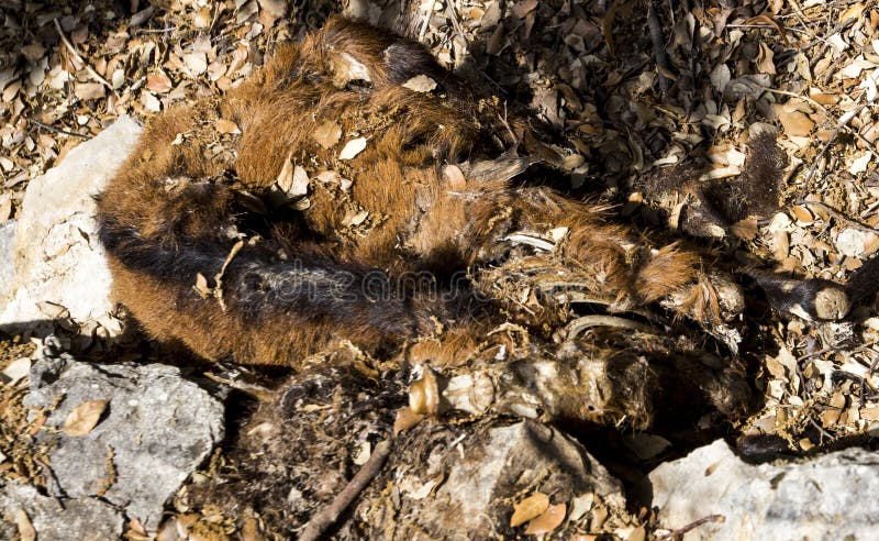 A Dead Goat Animalslowly Decaying Stock Photo - Image of goat, skeleton ...