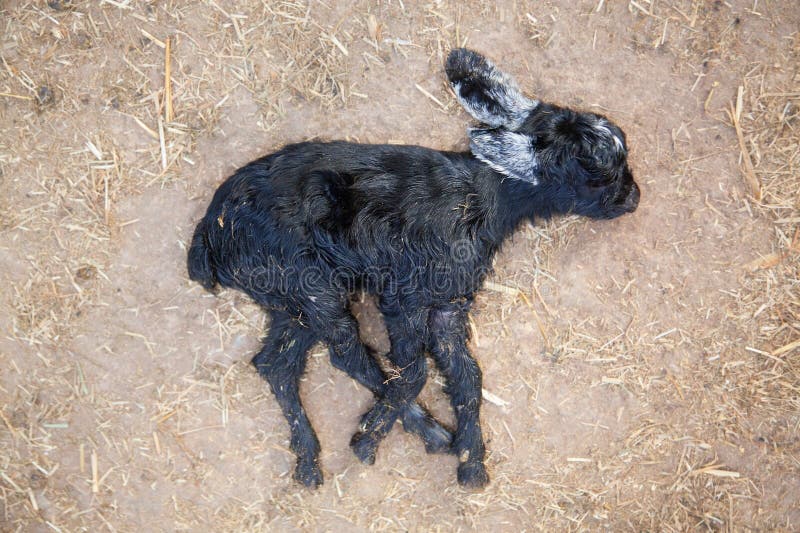 Dead goatling stock image. Image of goat, cattle, livestock - 39834433