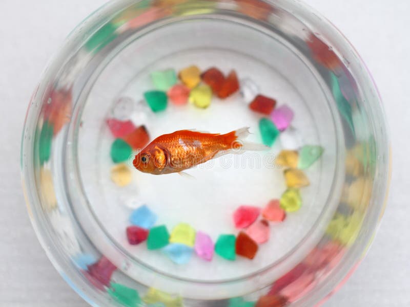 Dead gold fish stock image. Image of death, dead, goldfish - 28194203