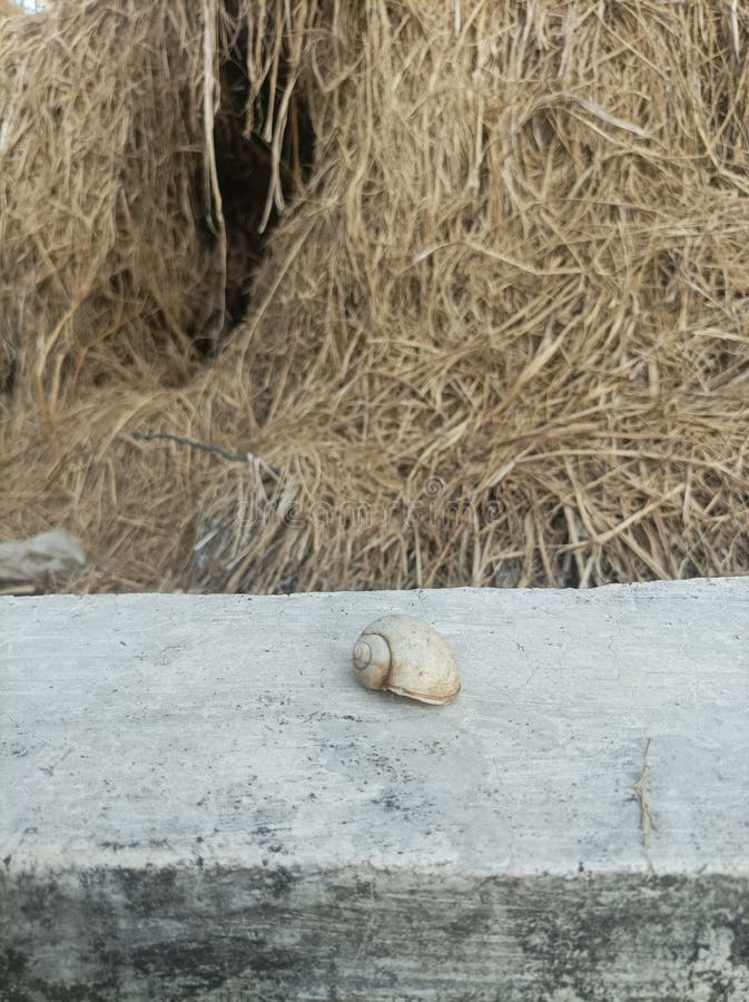 Dead golden snail shell stock image. Image of shell - 325619747