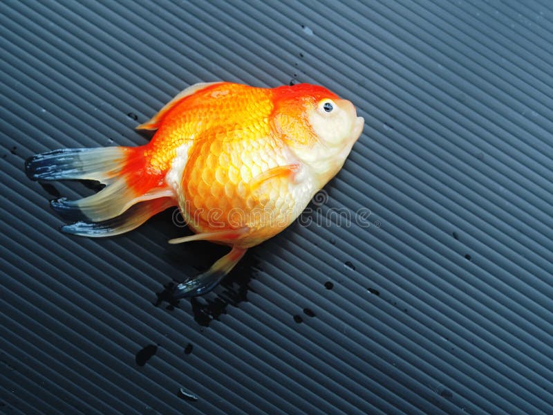 Dead Goldfish Floating