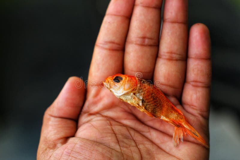 A Dead Goldfish Floating in a Toilet. Closeup View Stock Image - Image ...