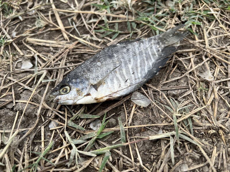 Dead Gourami Fish on the Ground Stock Image - Image of recreation ...