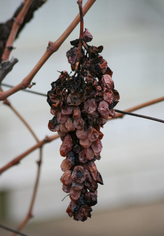 Dead grape stock image. Image of wine, grapes, grape - 35618437