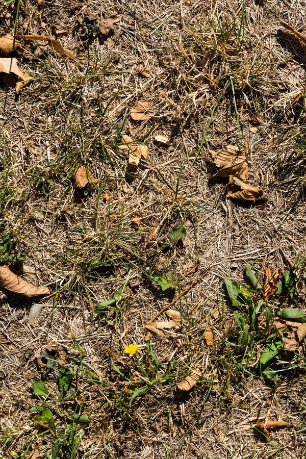 Dead Grass Autumn Brown Texture Background Nature Outdoors Stock Image ...