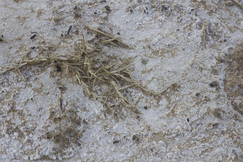 Dead grass stock photo. Image of nature, ground, field - 189696010