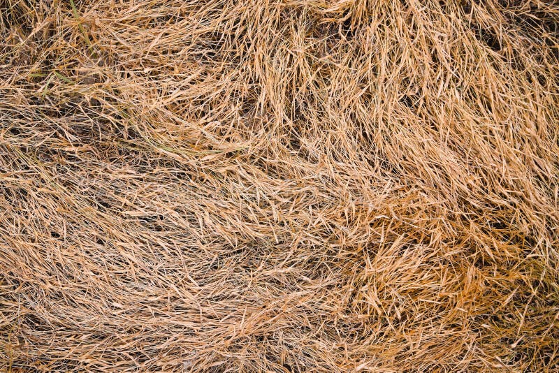 Dead Grass,ellow Grass from Weedkiller ,herbicide Stock Photo - Image ...