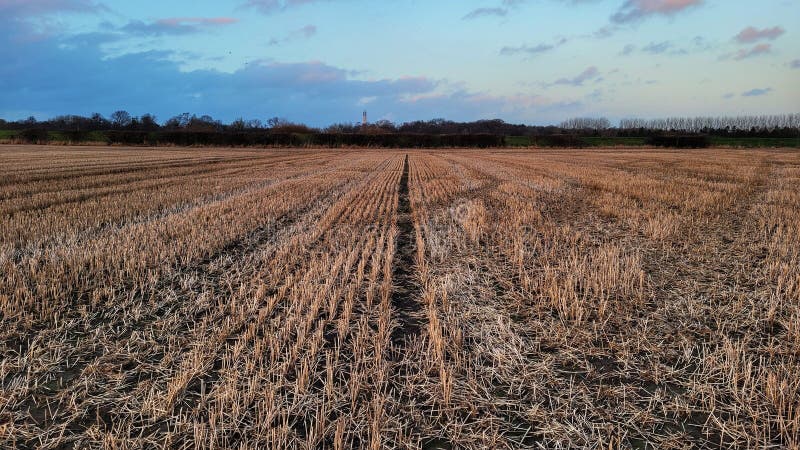 Dead Grass Fields in Winter Stock Image - Image of wibter, nature ...