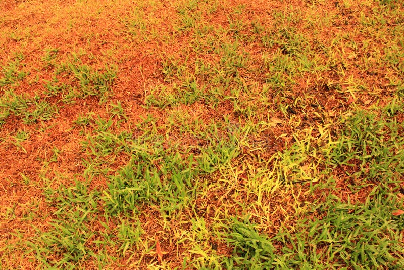 Dead Grass Patches during Drought in Australia Stock Image - Image of ...