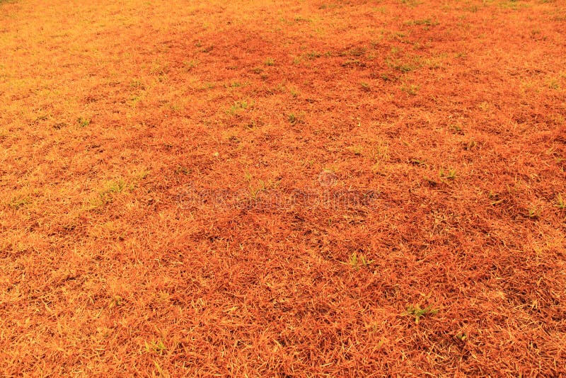 Dead Grass Patches during Drought in Australia Stock Image - Image of ...