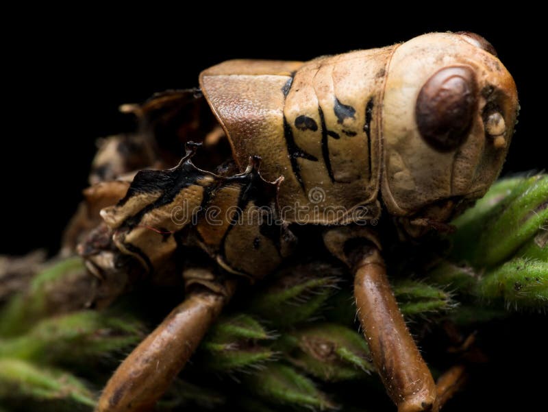 Closeup Of A Dead Grasshopper Stock Photo - Image of grasshopper, skin ...