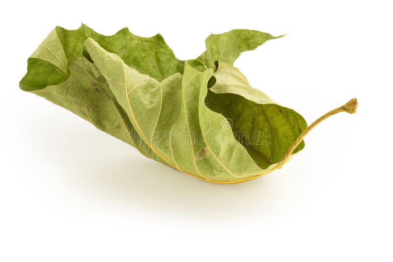 Dead Green Leaf stock photo. Image of crumpled, foliage - 36199138