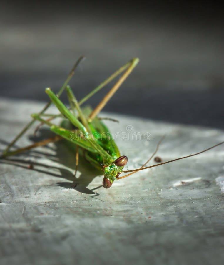 Dead Green Praying Mantis, South Africa Stock Image - Image of look ...