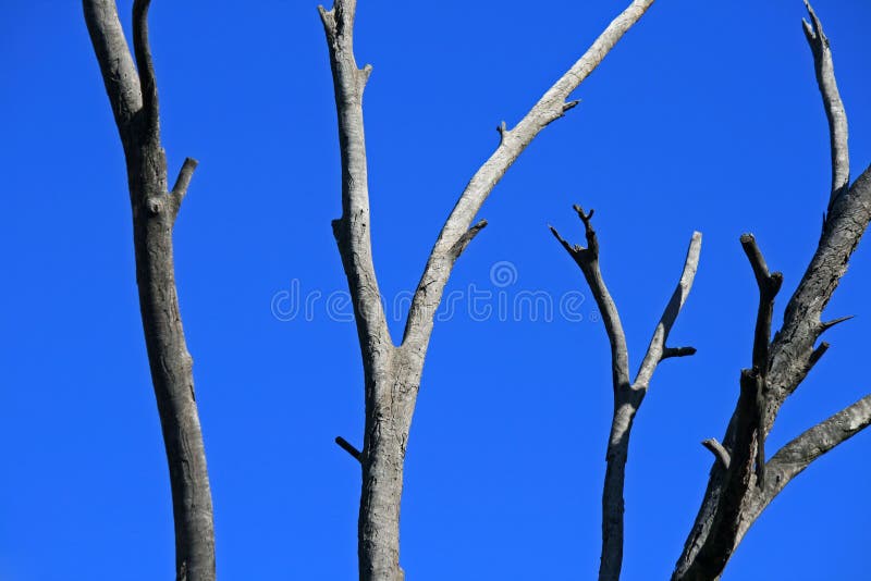 Dead Grey Branches Against Blue Sky Stock Photo - Image of intense ...