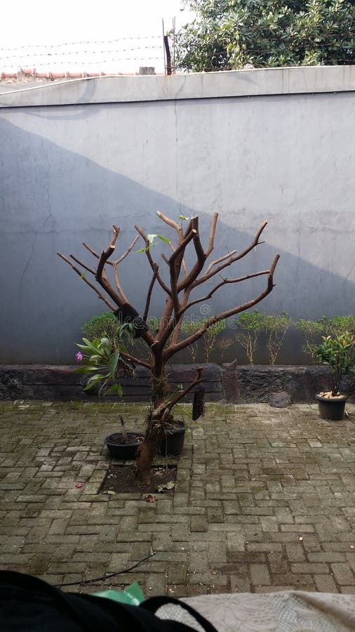 Dead guava tree stock image. Image of dead, tree, jamaica - 266972571