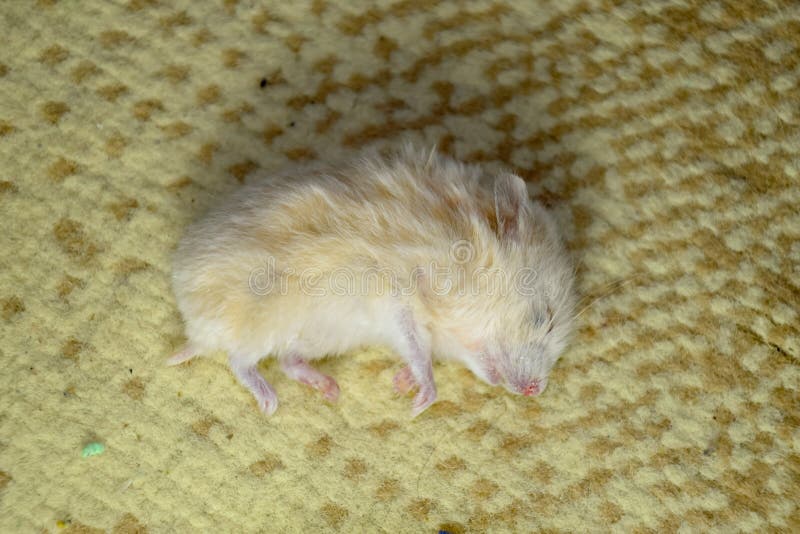 Dead Hamster Lying on the Carpet. the Dead Home Rodent Hamster Stock ...