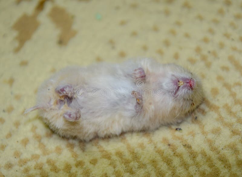 Dead Hamster Lying on the Carpet. the Dead Home Rodent Hamster Stock ...