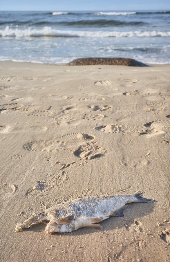 Dead Headless Fish on a Beach, Selective Focus Stock Image - Image of ...