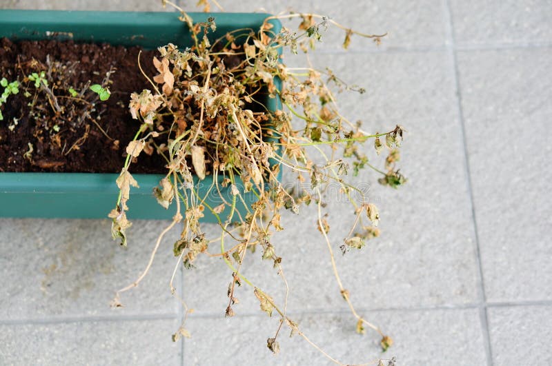 Dead herbs stock image. Image of plant, herb, root, dead - 43991557