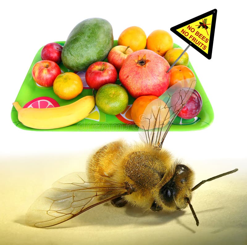 No bees - No Fruit stock photo. Image of apple, plums - 125022032